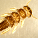 Pošvatky (Plecoptera) – Príma receptář.cz